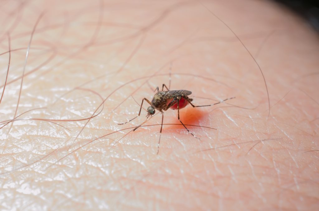 Inilah 5 Gejala DBD Ringan yang Perlu Diketahui